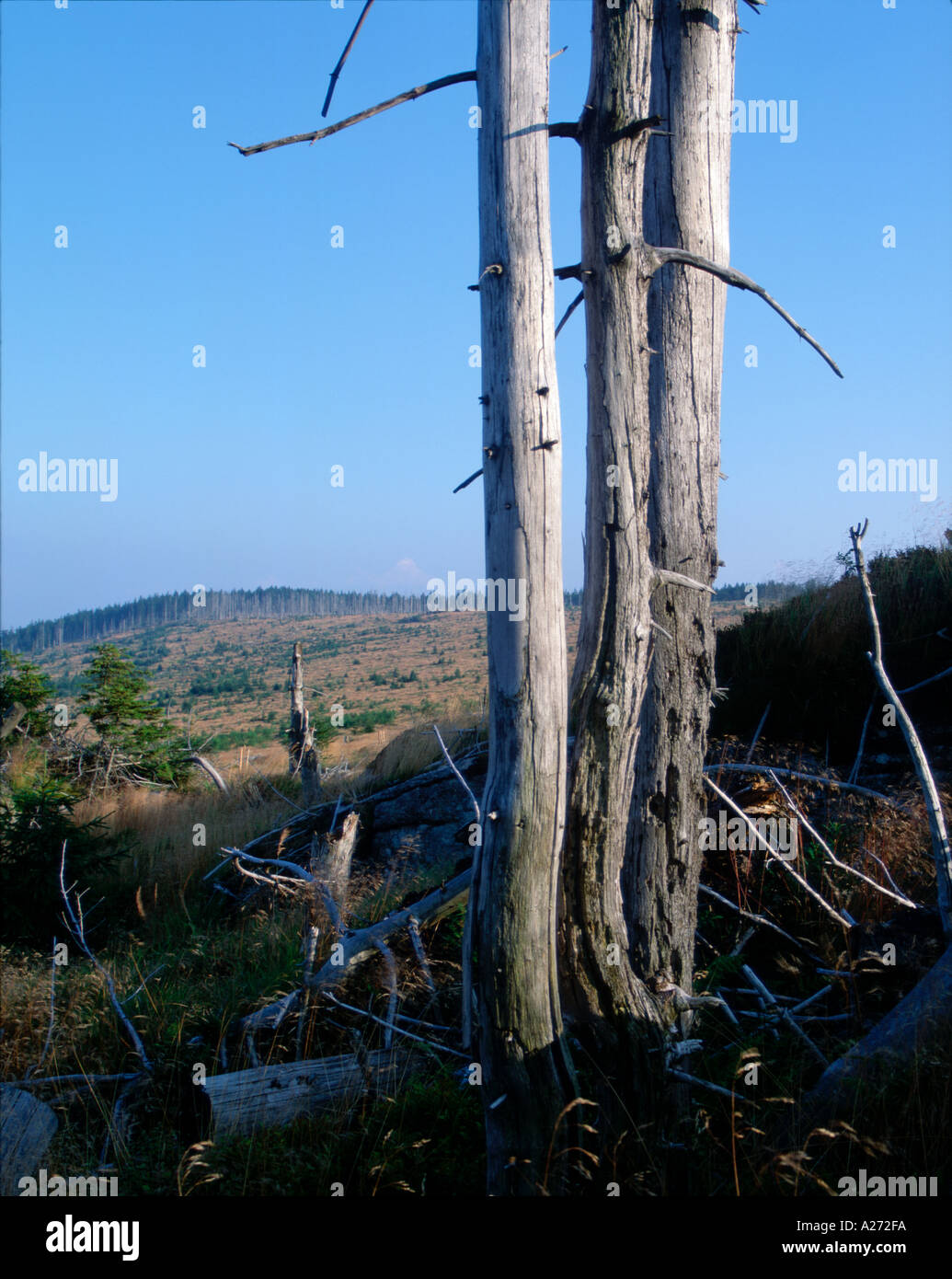 Poisoned Trees in 2001 nr Jizerka Jizerske Hory Czech republic eu ...