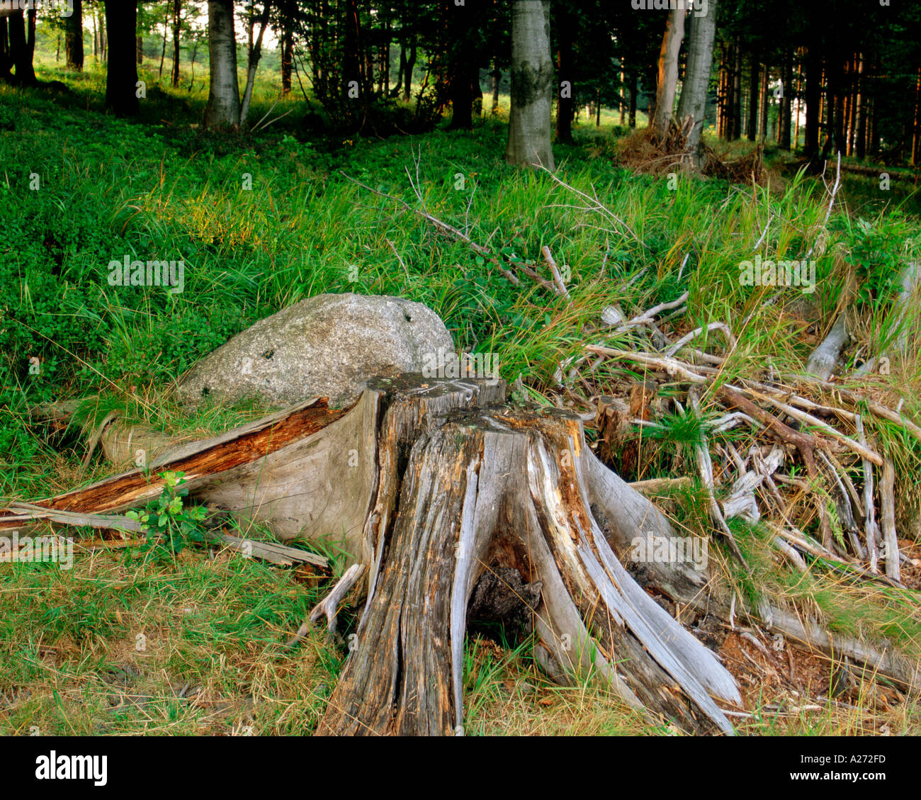 Acid rain forest europe hi-res stock photography and images - Alamy