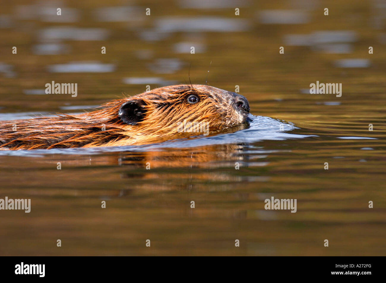 Portrait animal castor hi-res stock photography and images - Alamy