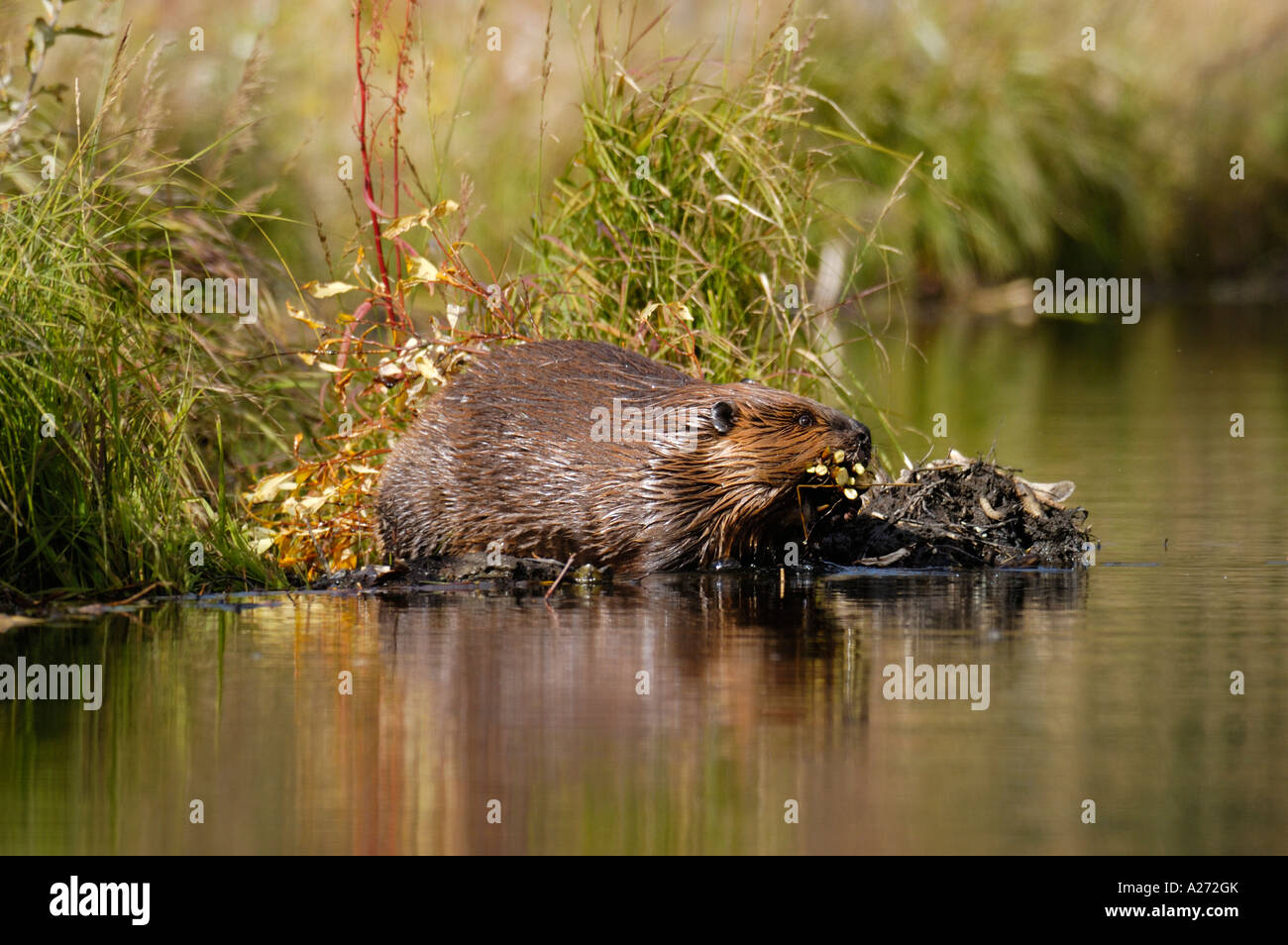 Beaver (Castor canadensis Stock Photo - Alamy