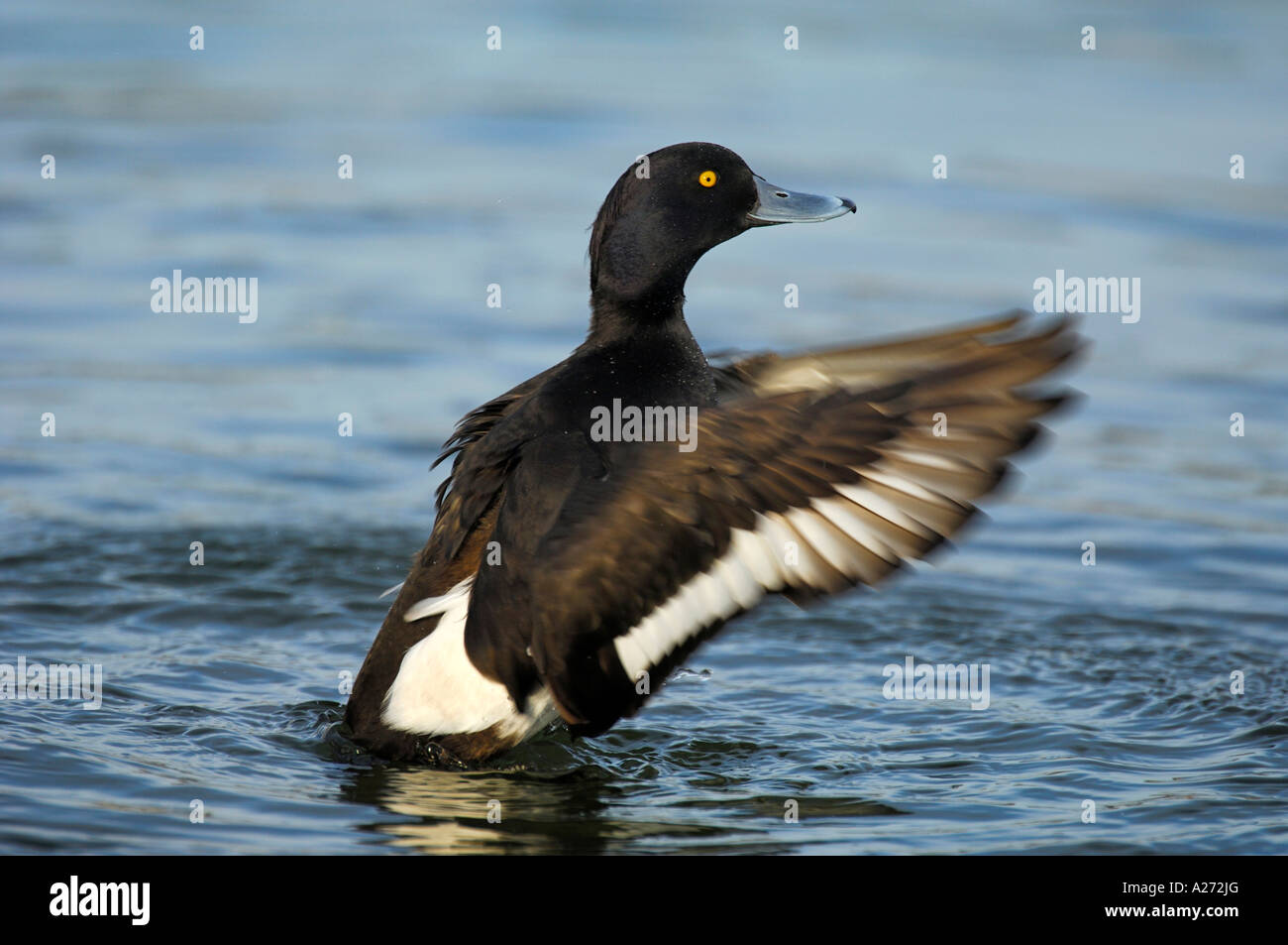 Tufted duck (Aythya fuligula) male , clapping its wings Stock Photo - Alamy