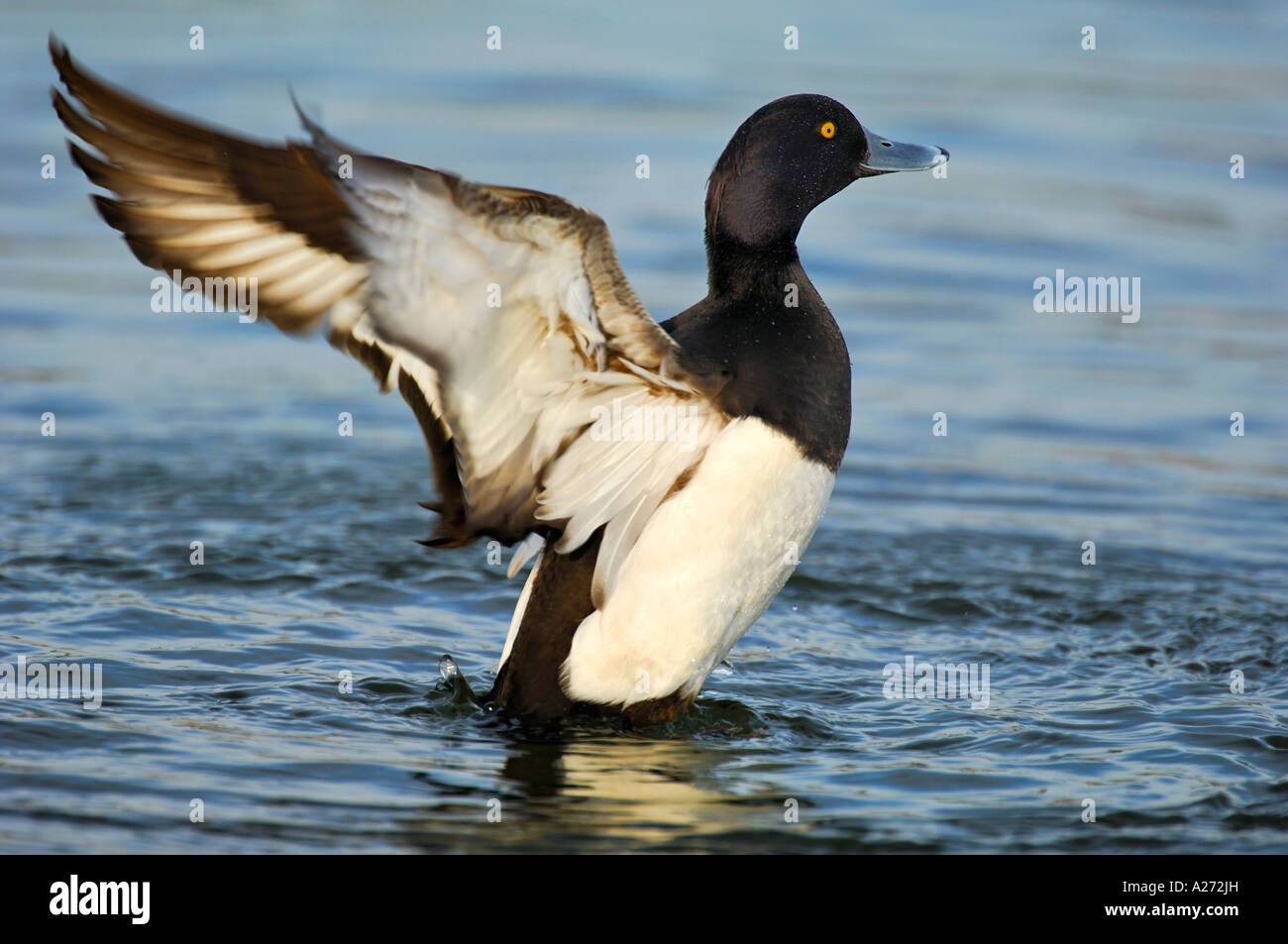 Tufted duck (Aythya fuligula) male , clapping its wings Stock Photo - Alamy