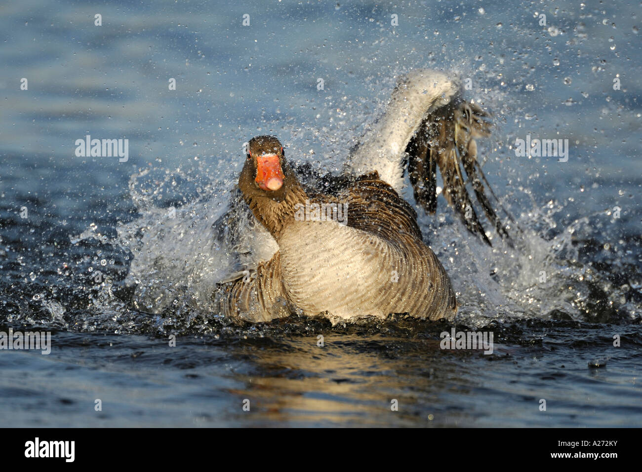 Greylag goose (Anser anser) is taking a bath Stock Photo - Alamy