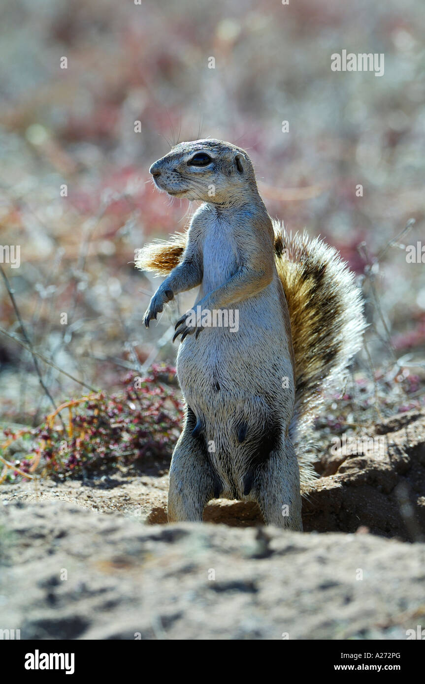 Cape ground squirrel shade hi-res stock photography and images - Alamy