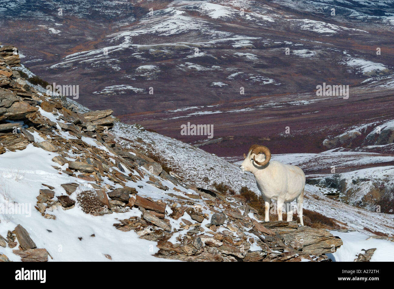Dall sheep (Ovis dalli) in snowy landscape Denali Nationalpark Alaska ...