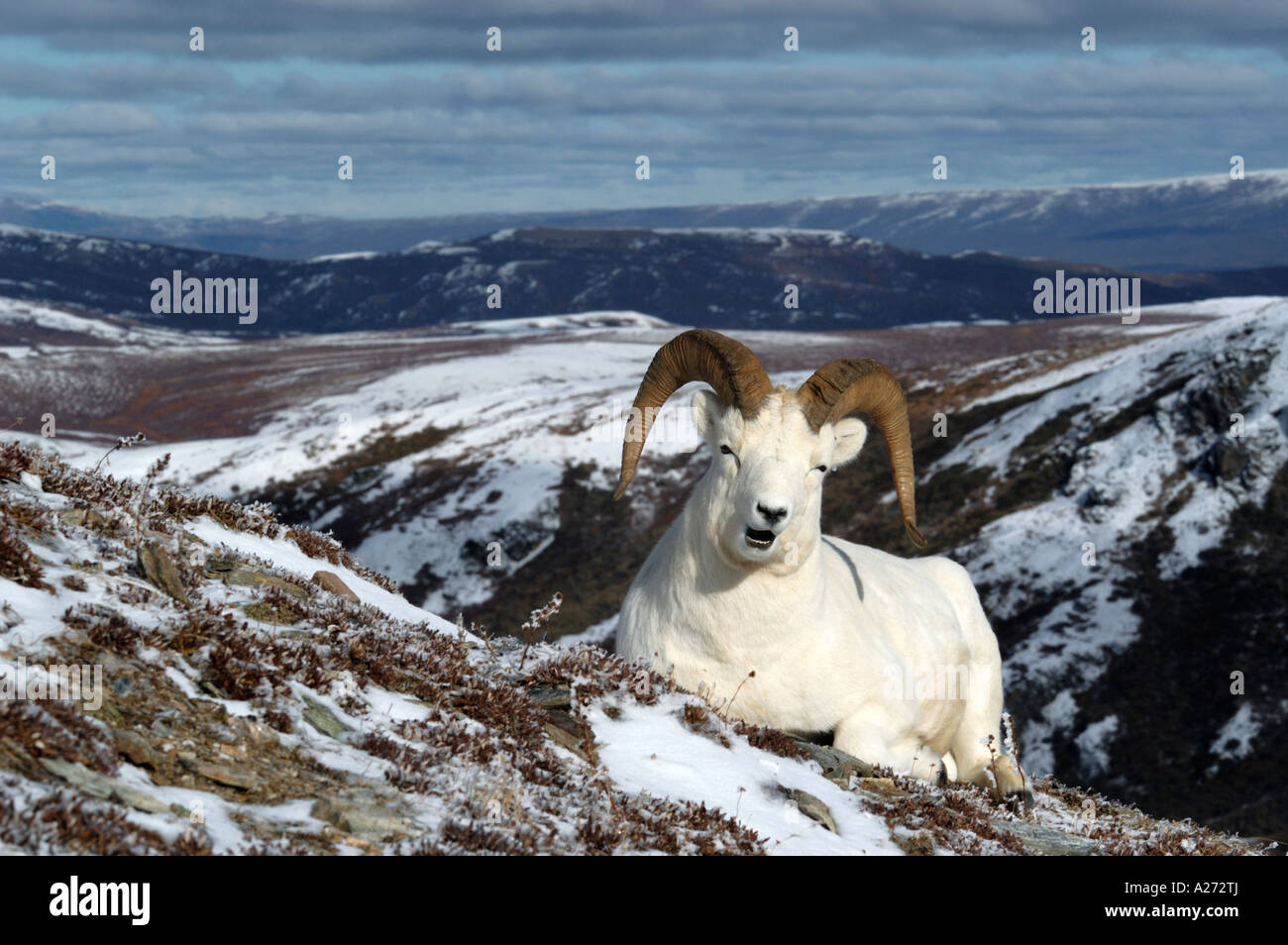 Dall sheep (Ovis dalli) in snowy landscape Denali Nationalpark Alaska ...
