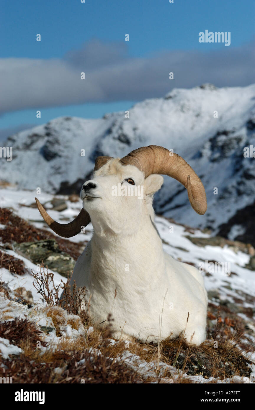 Dall sheep (Ovis dalli) in snowy landscape Denali Nationalpark Alaska ...
