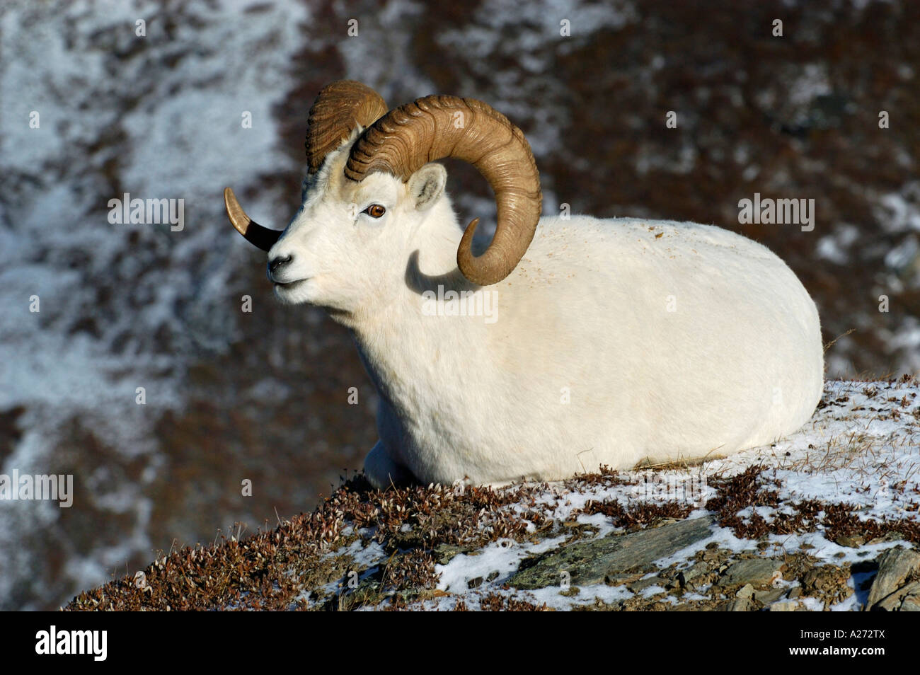 Dall sheep (Ovis dalli) in snowy landscape Denali Nationalpark Alaska ...