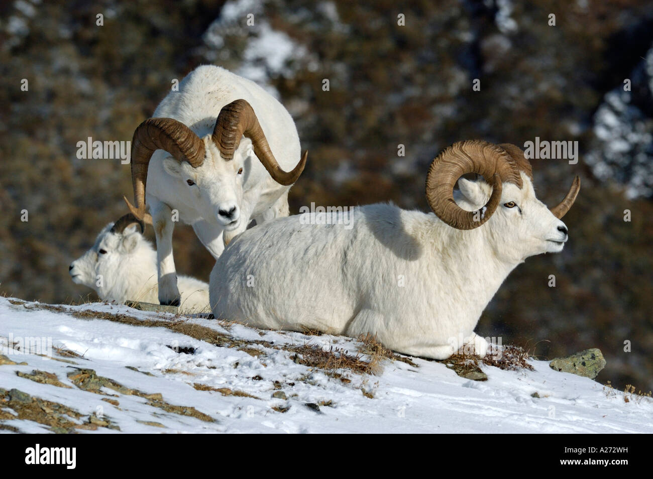 Dall sheep (Ovis dalli) group in snowy landscape Denali Nationalpark ...