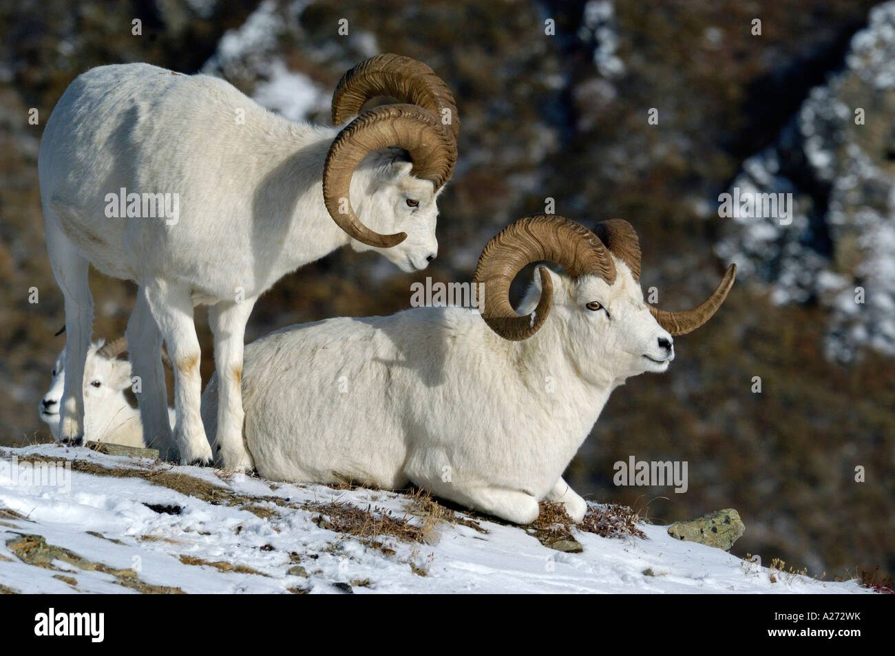 Dall sheep (Ovis dalli) group in snowy landscape Denali Nationalpark ...