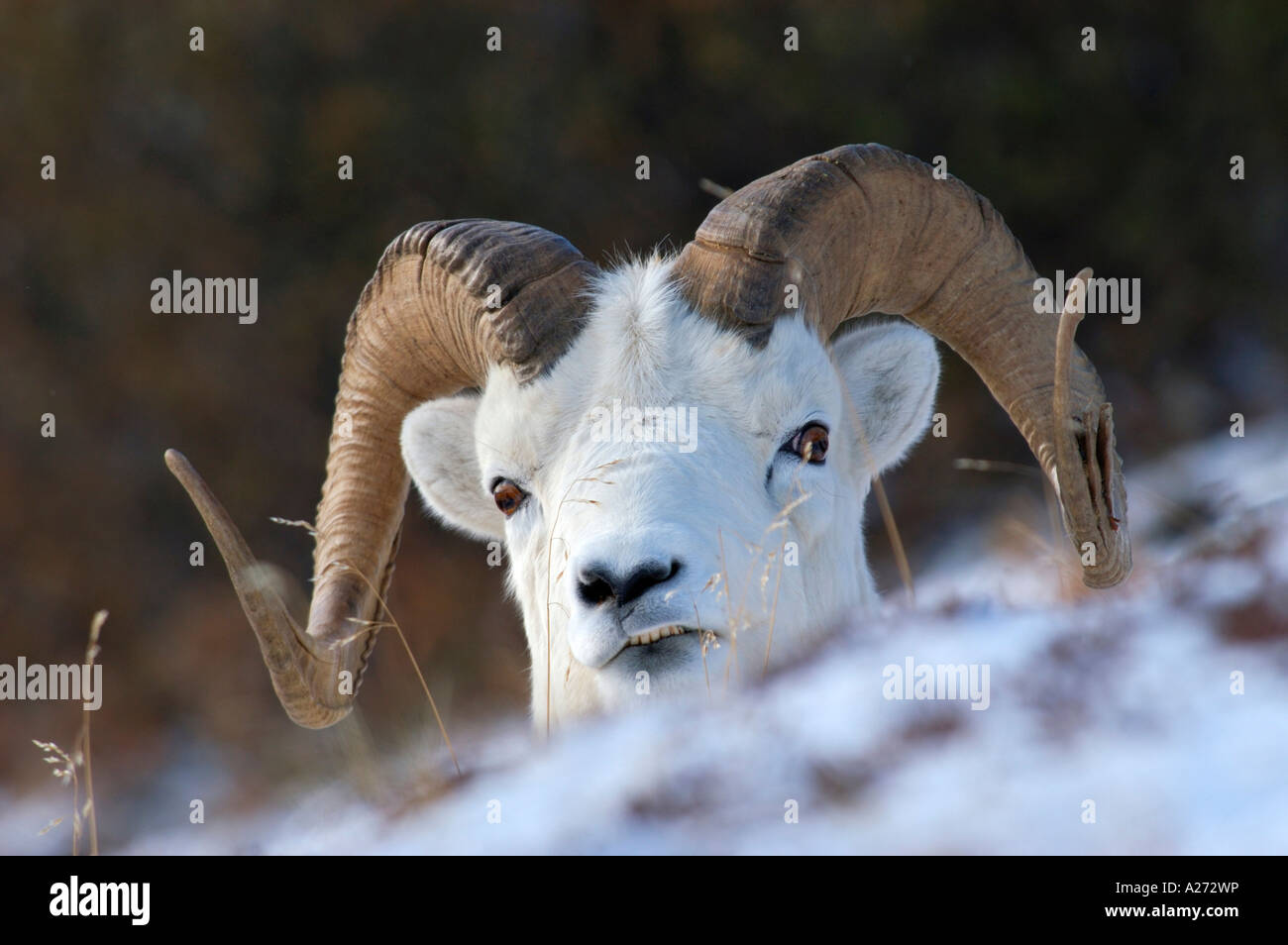 Dall sheep (Ovis dalli) portrait in snowy landscape Denali Nationalpark ...