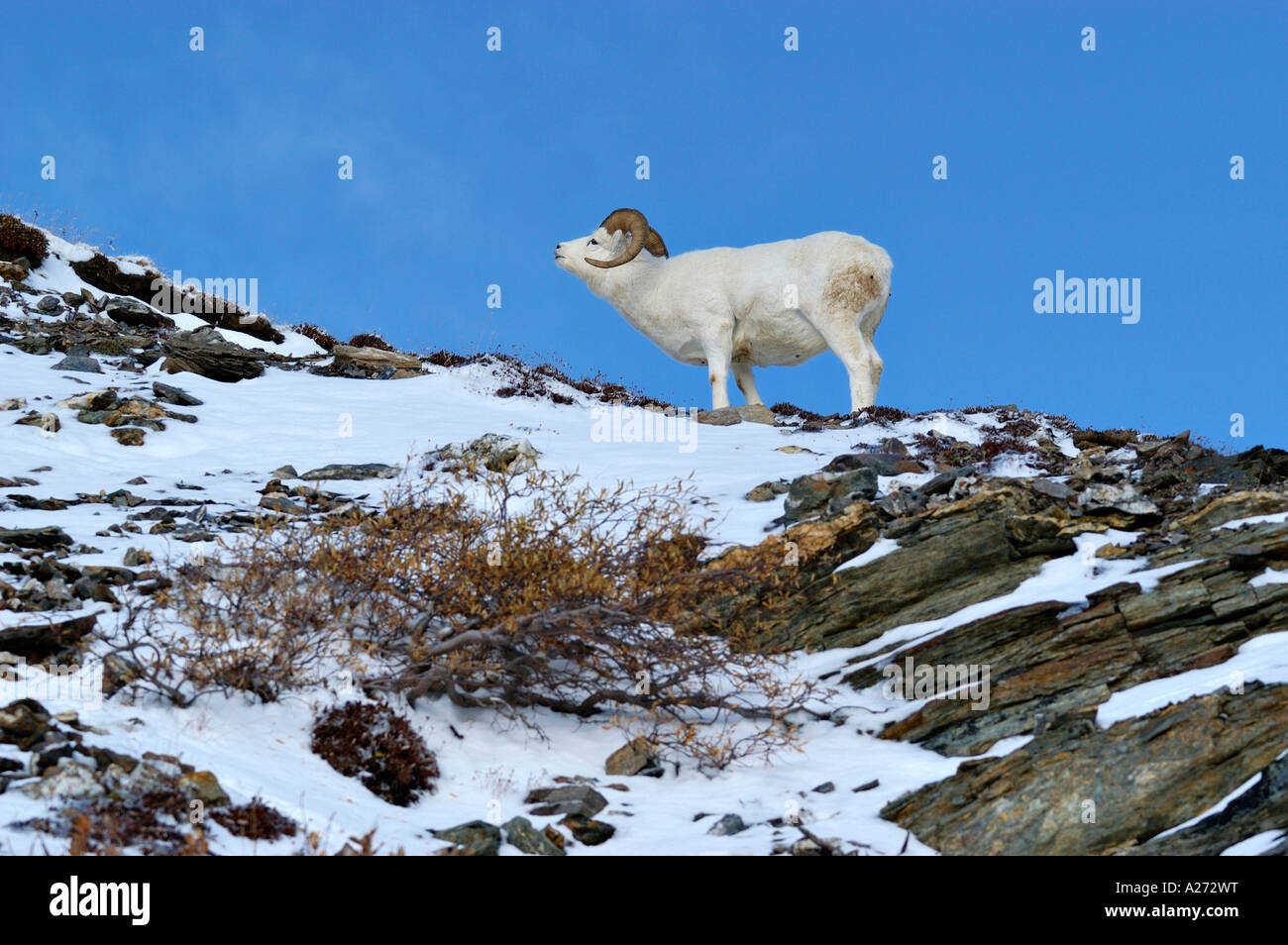 Dall sheep (Ovis dalli) in snowy landscape Denali Nationalpark Alaska ...