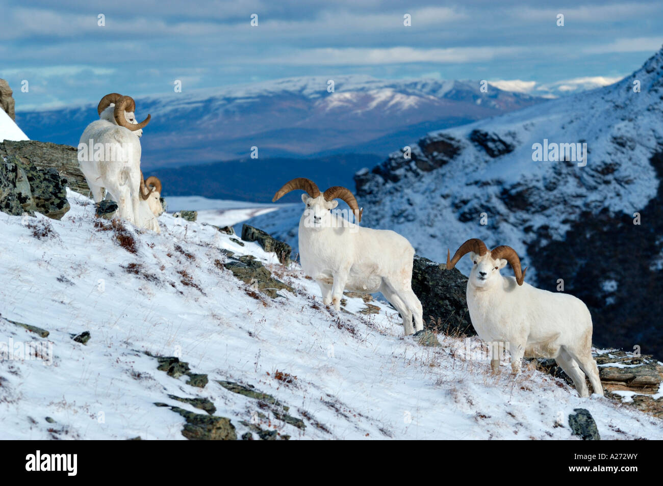 Dall sheep (Ovis dalli) group in snowy landscape Denali Nationalpark ...