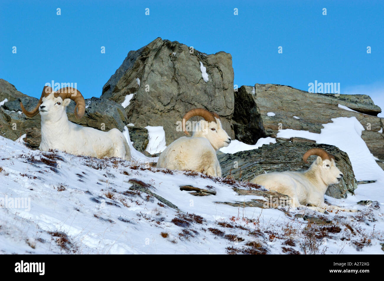 Dall sheep (Ovis dalli) group in snowy landscape Denali Nationalpark ...