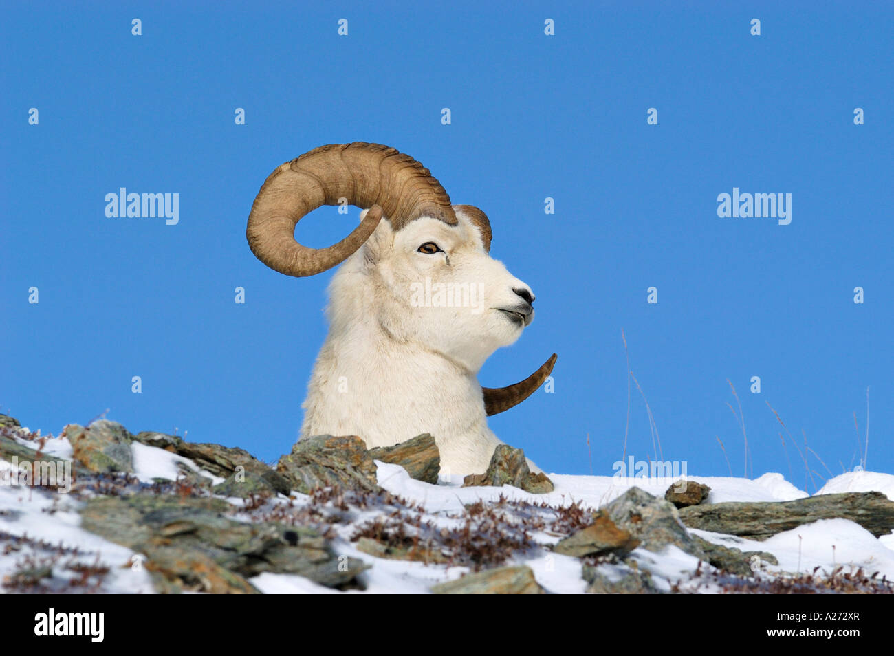 Dall sheep (Ovis dalli) in snowy landscape Denali Nationalpark Alaska ...
