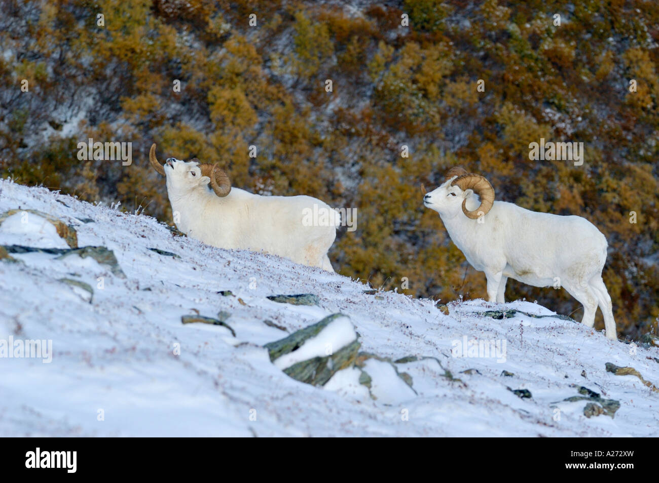 Dall sheep (Ovis dalli) group in snowy landscape Denali Nationalpark ...