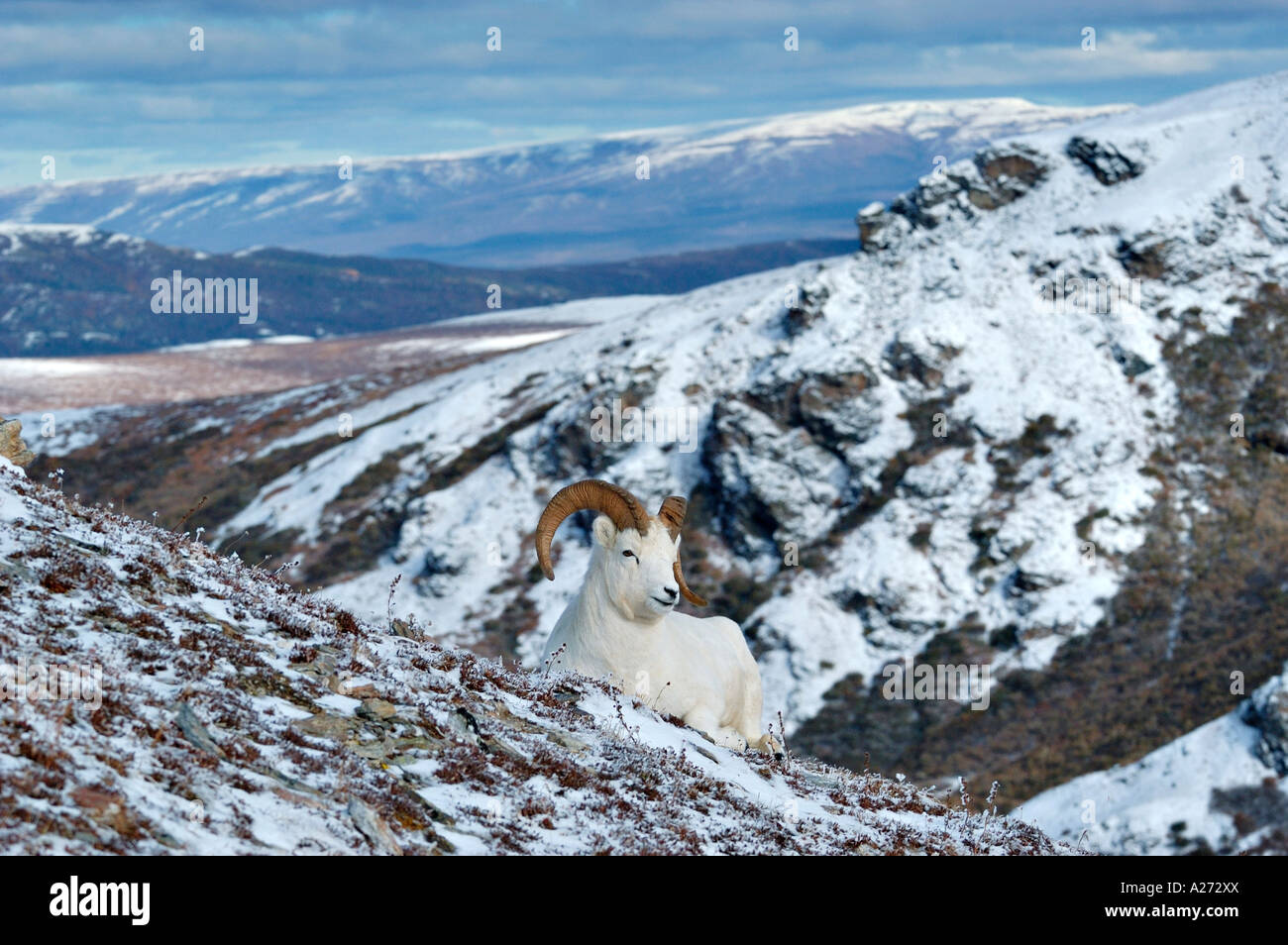 Dall sheep (Ovis dalli) in snowy landscape Denali Nationalpark Alaska ...