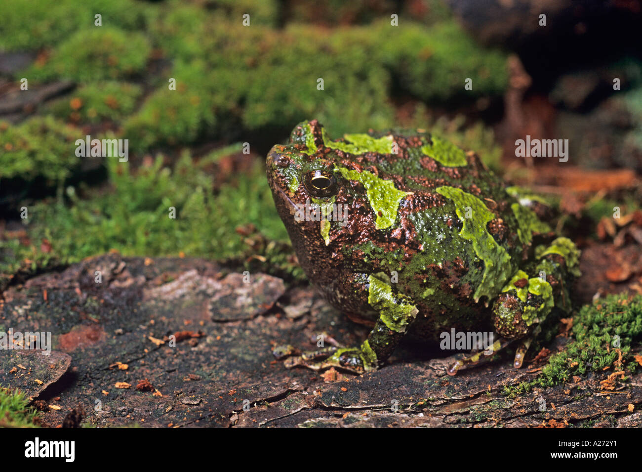Marbled burrowing frog, Madagascar Stock Photo - Alamy