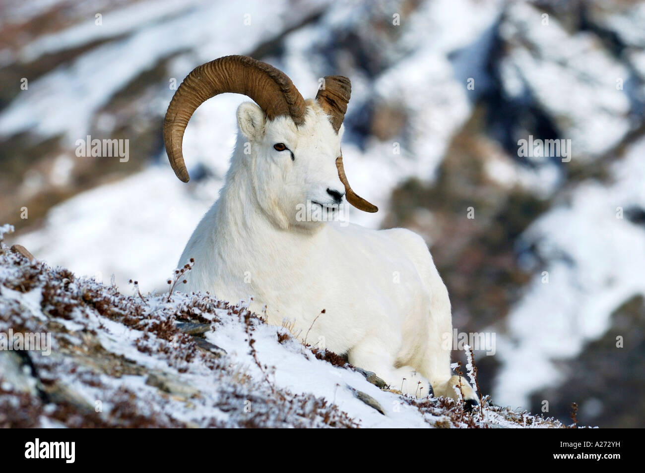 Dall sheep (Ovis dalli) in snowy landscape Denali Nationalpark Alaska ...