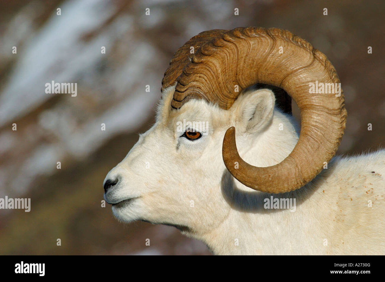 Dall sheep (Ovis dalli) portrait in snowy landscape Denali Nationalpark ...