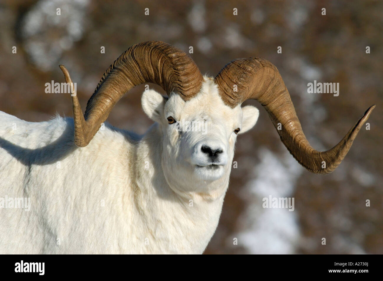 Dall sheep (Ovis dalli) portrait in snowy landscape Denali Nationalpark ...