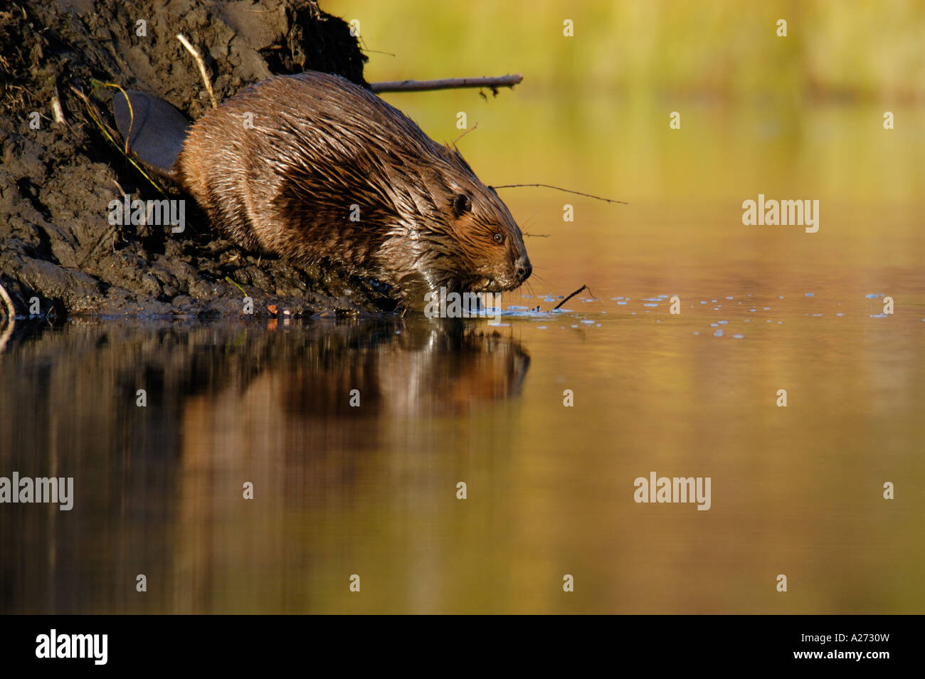 Beaver (Castor canadensis Stock Photo - Alamy