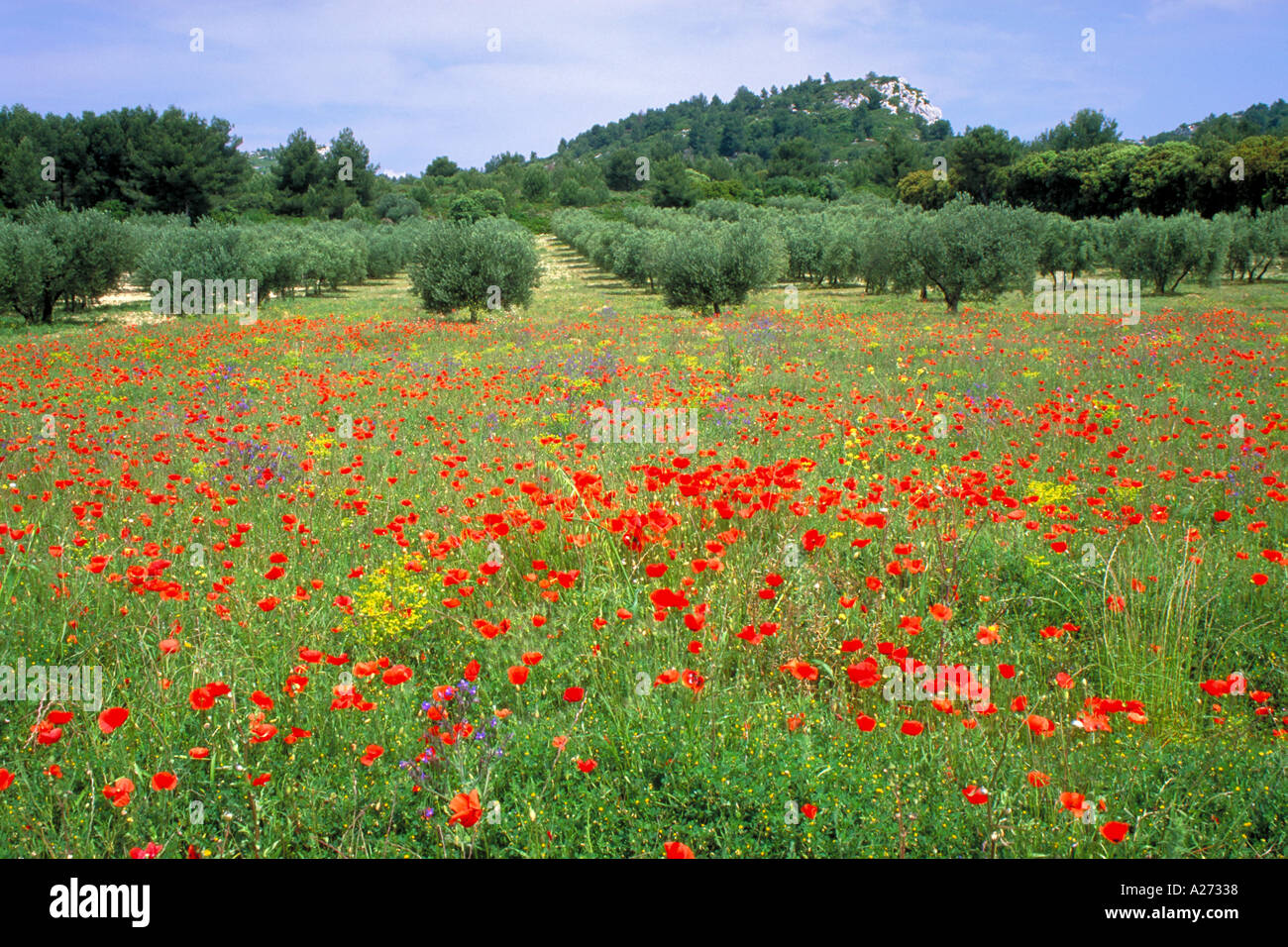 Poppies olive trees field provence hi-res stock photography and images ...