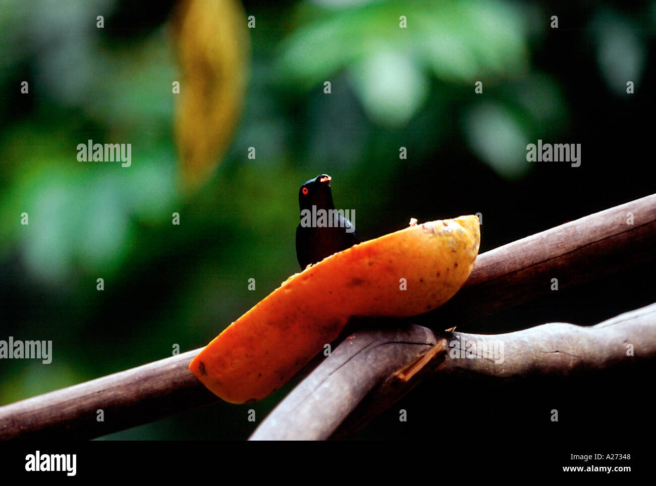 Bird eating papaya Stock Photo - Alamy