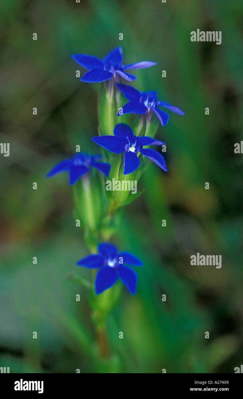 Snow gentian Gentiana nivalis Italian Alps Stock Photo - Alamy