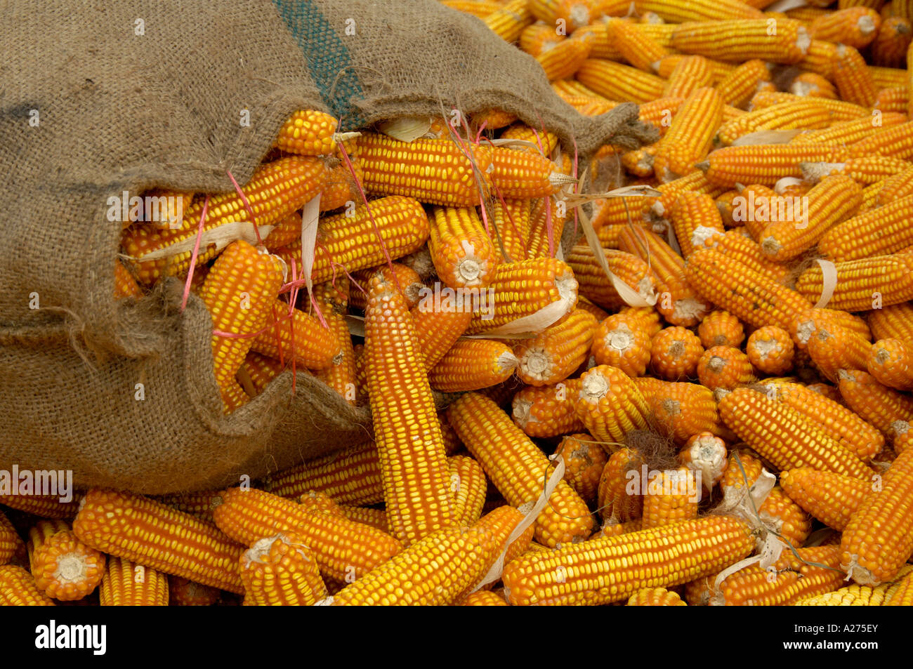 Corn cob cobs hi-res stock photography and images - Alamy