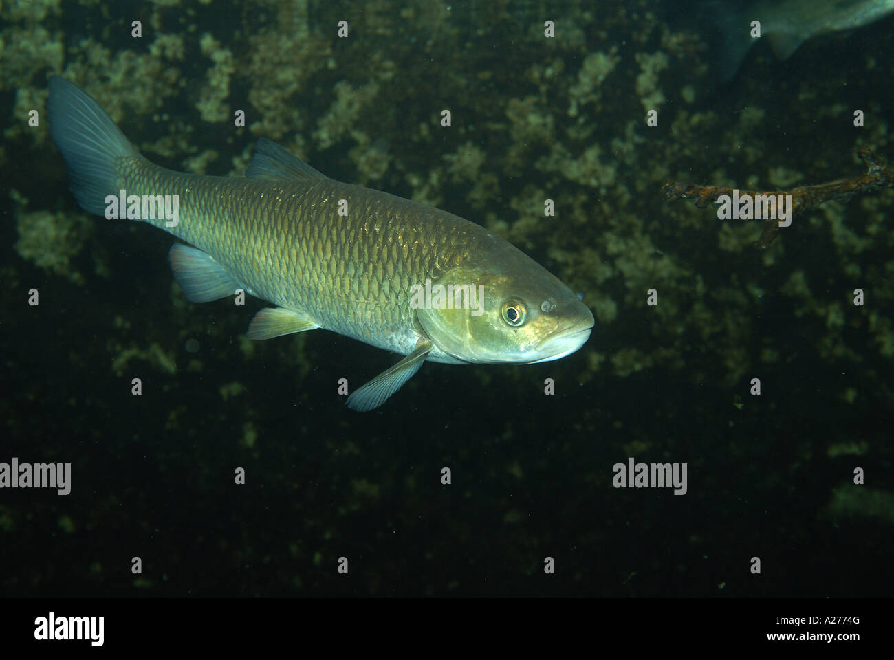 Cephalus hi-res stock photography and images - Alamy