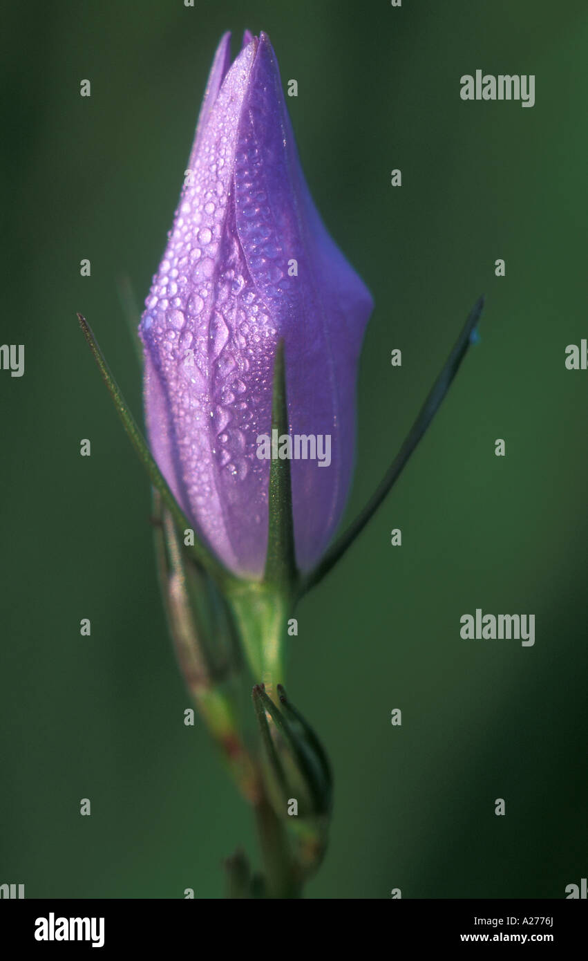 Patula hi-res stock photography and images - Alamy