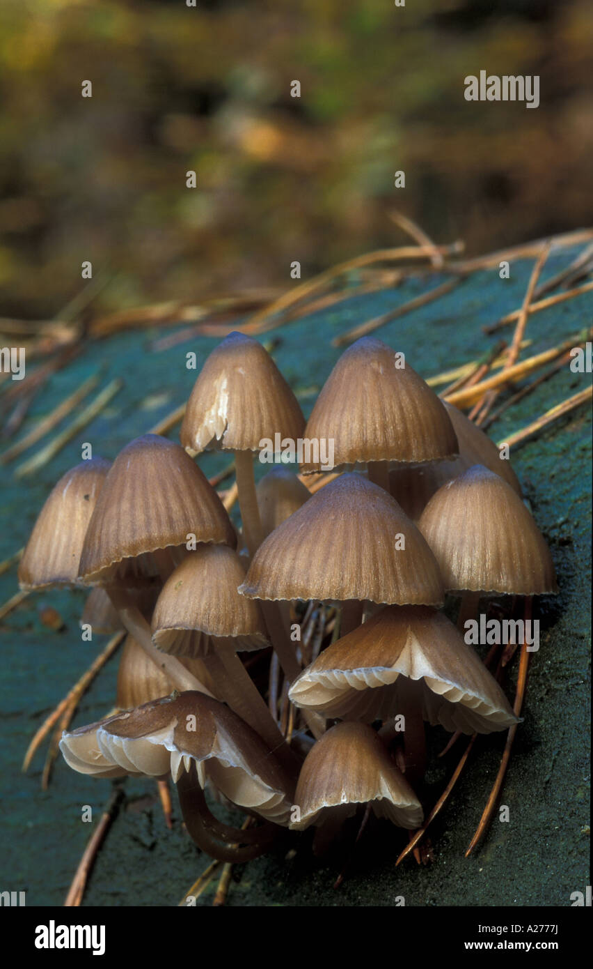 Mycena mushrooms hi-res stock photography and images - Alamy