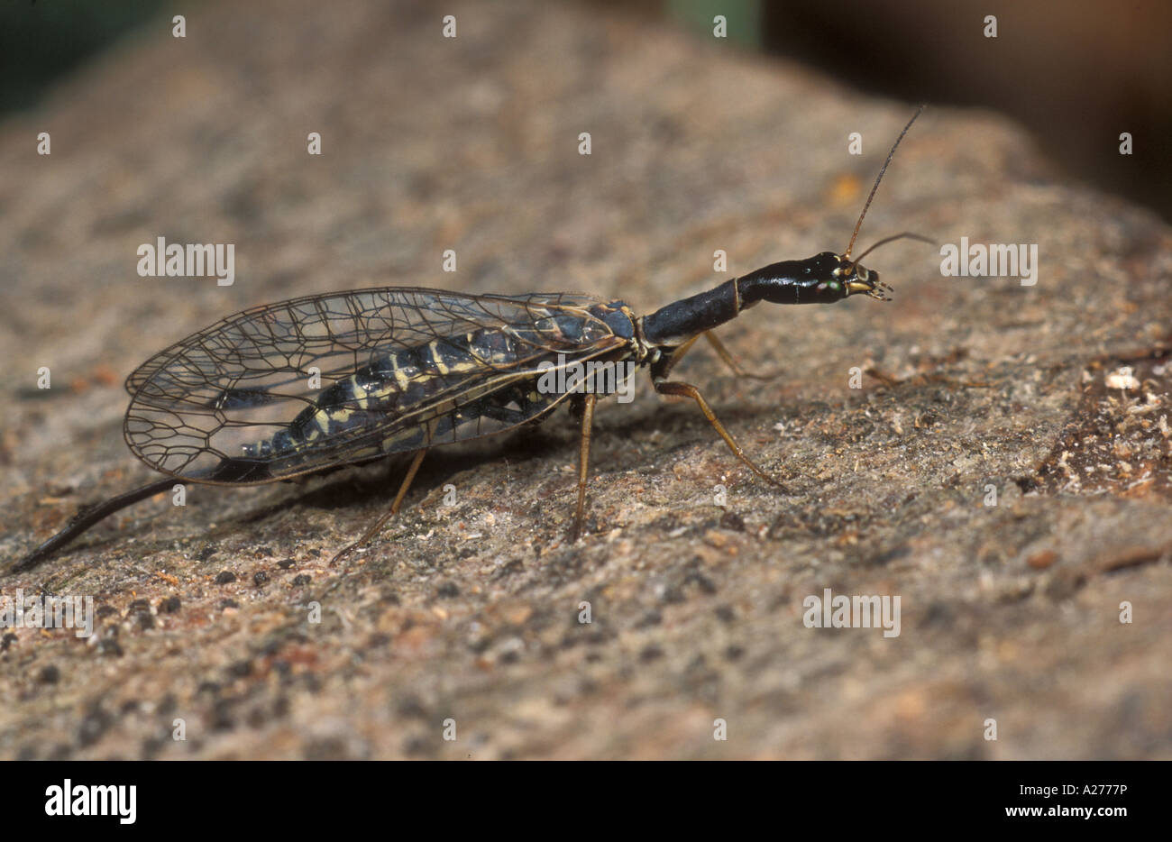 Snakefly (Phaeostigma notata Stock Photo - Alamy