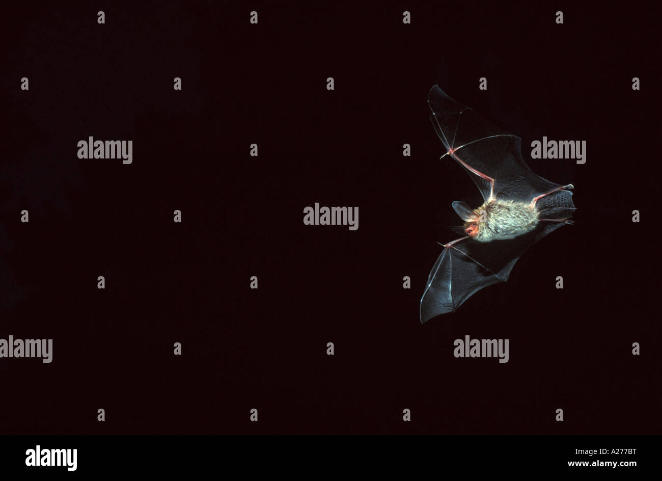 Bechstein's bat (Myotis bechsteinii Stock Photo - Alamy