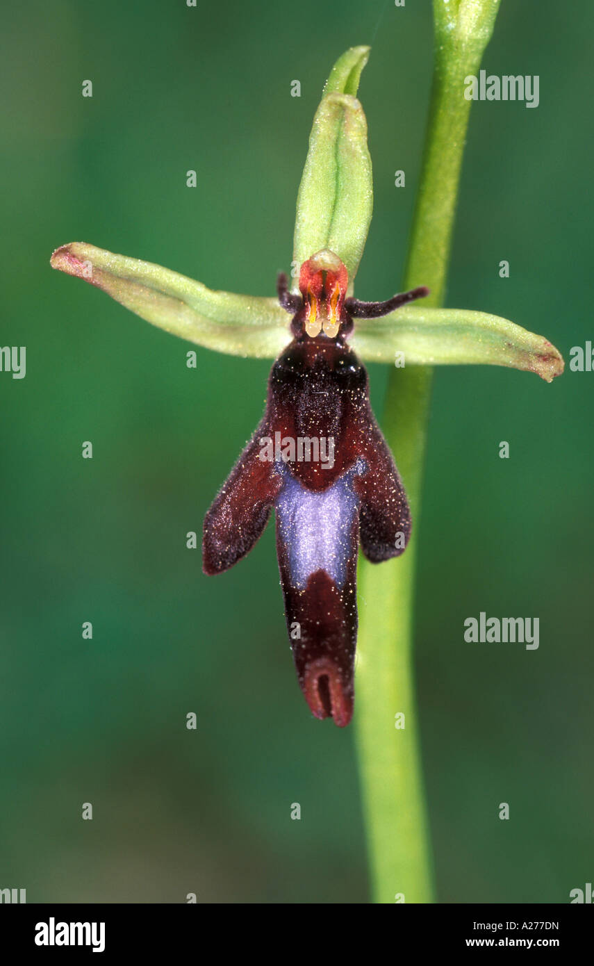 Fly orchid (Ophrys insectifera Stock Photo - Alamy
