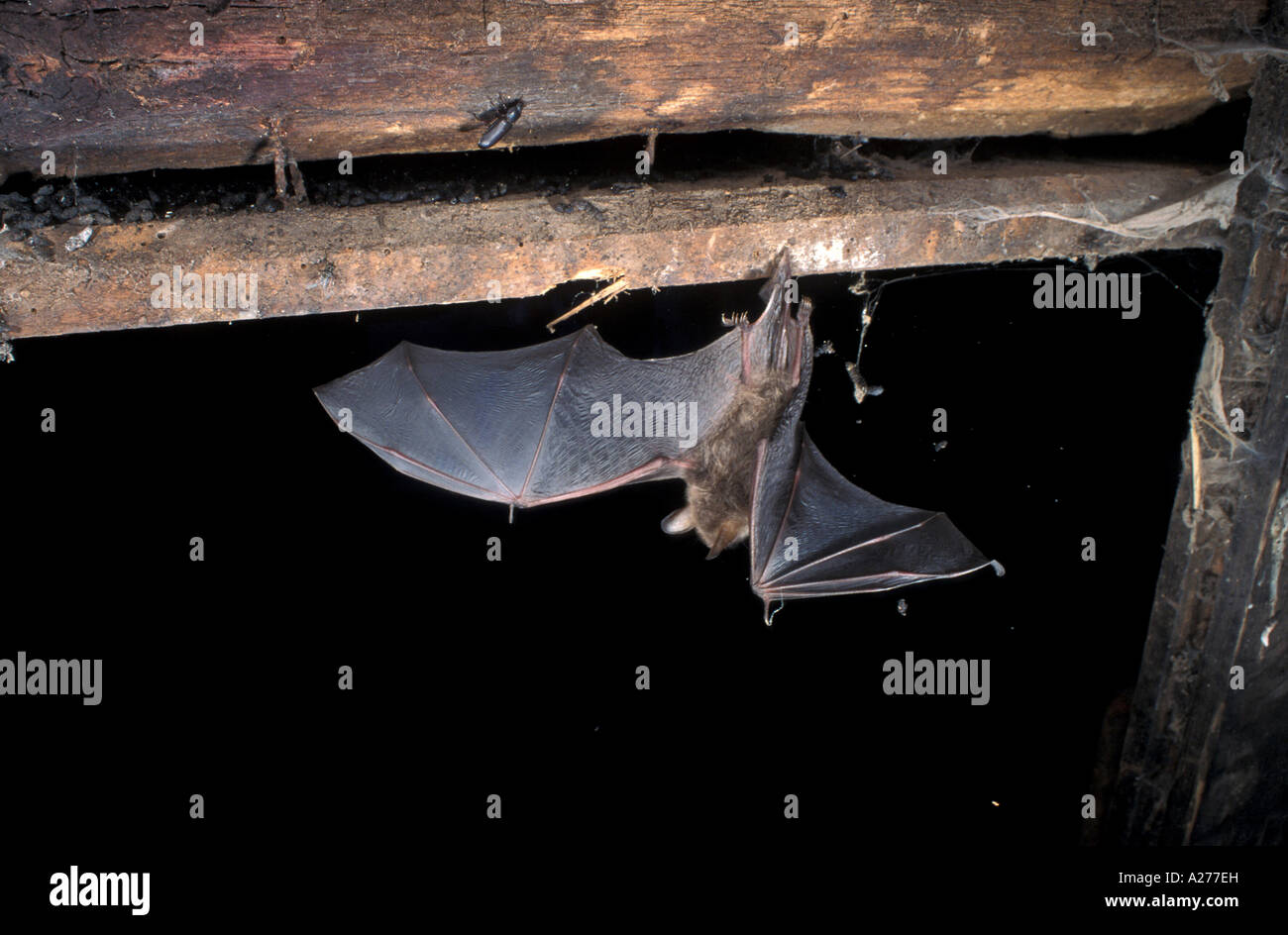 Natter's bat (Myotis nattereri Stock Photo - Alamy