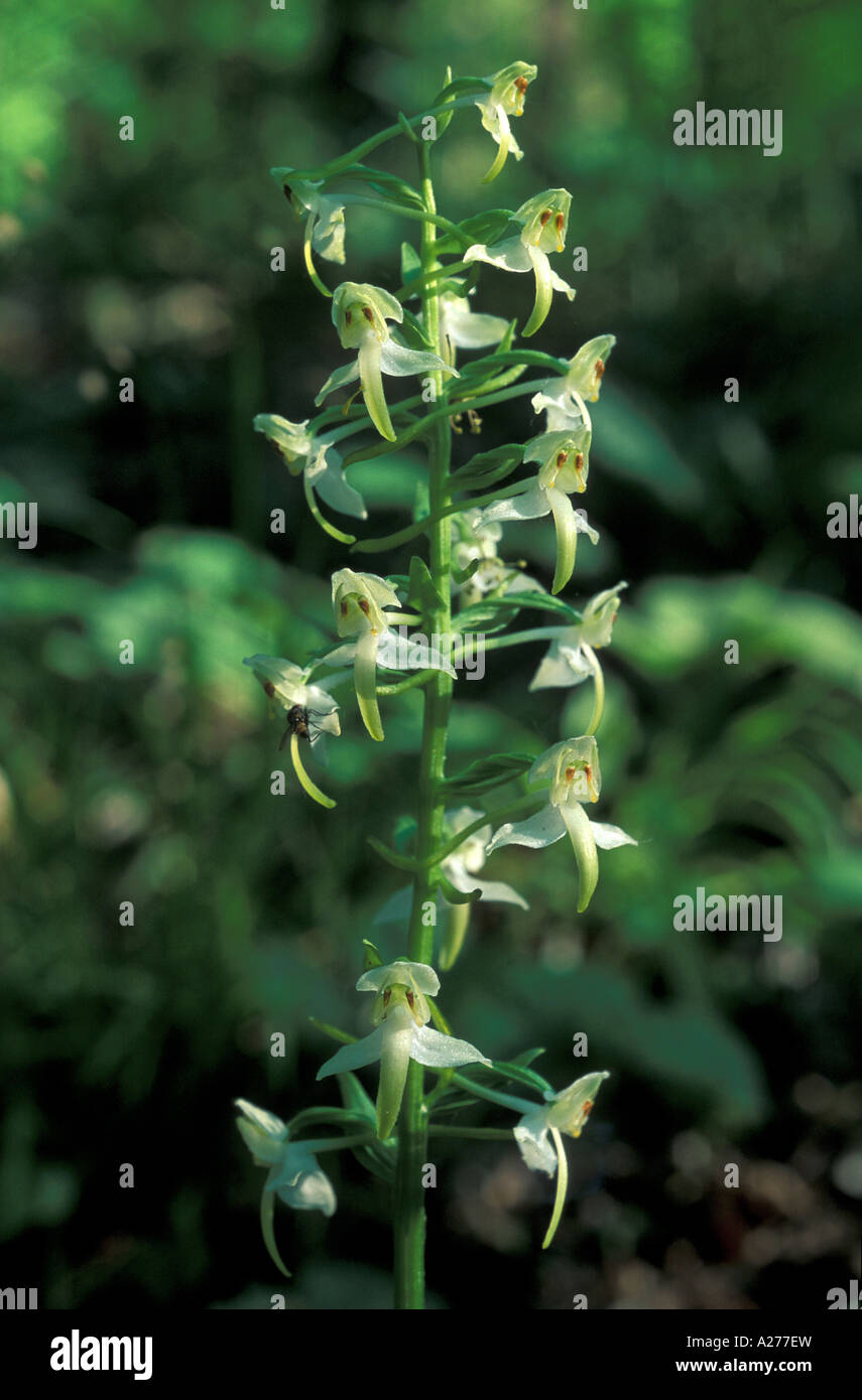 Orchid (Platanthera chlorantha Stock Photo - Alamy