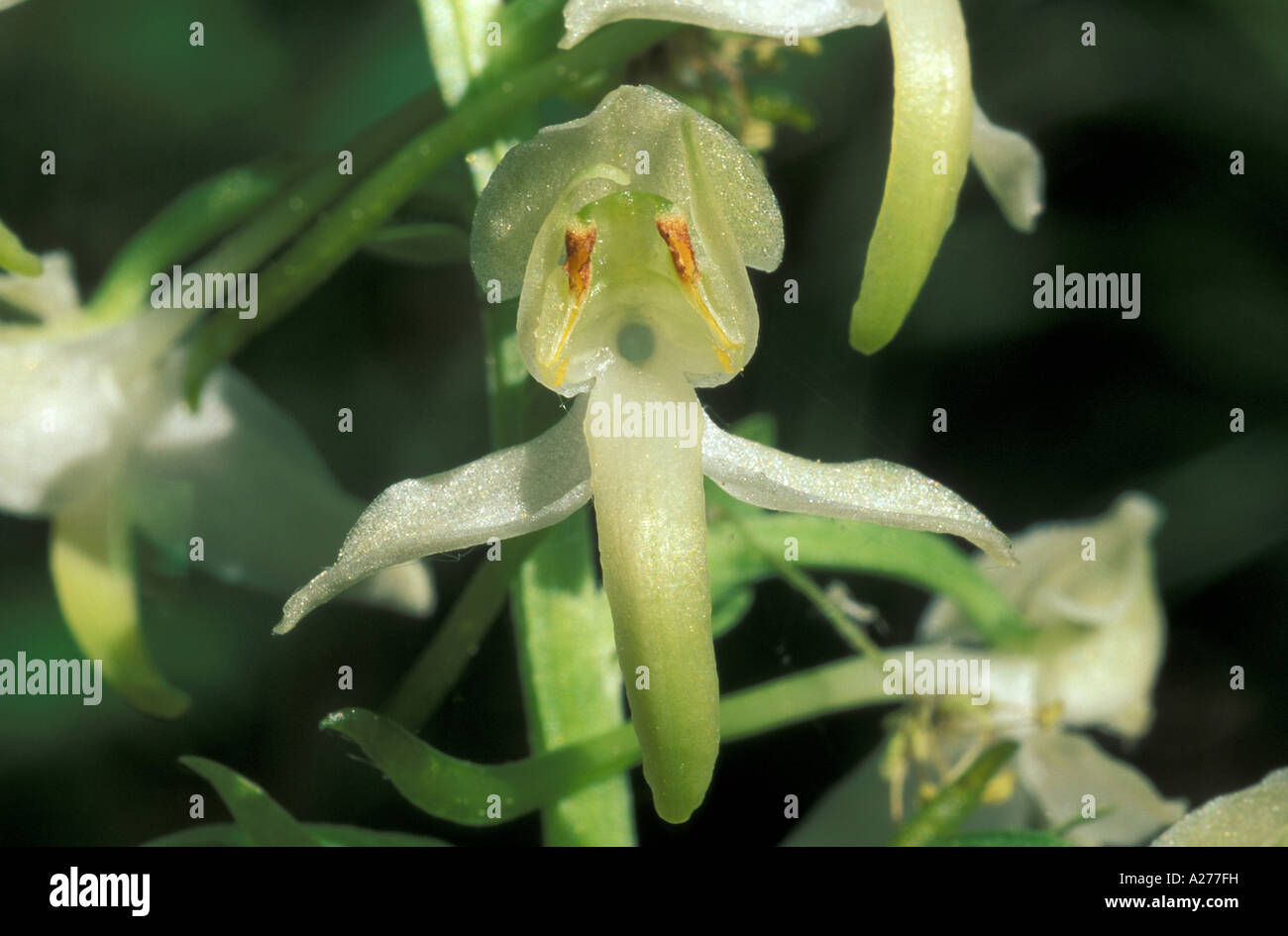Orchid (Platanthera chlorantha Stock Photo - Alamy