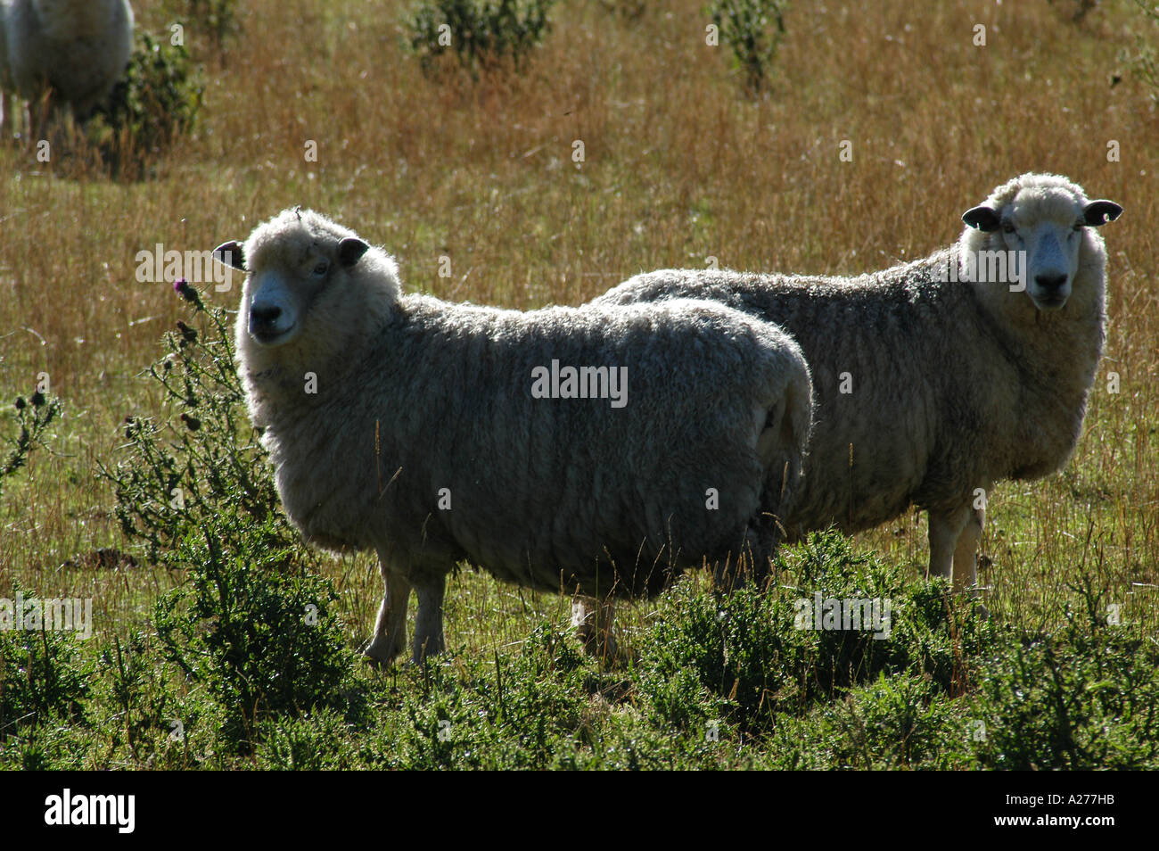 Two sheep new zealand hi-res stock photography and images - Alamy