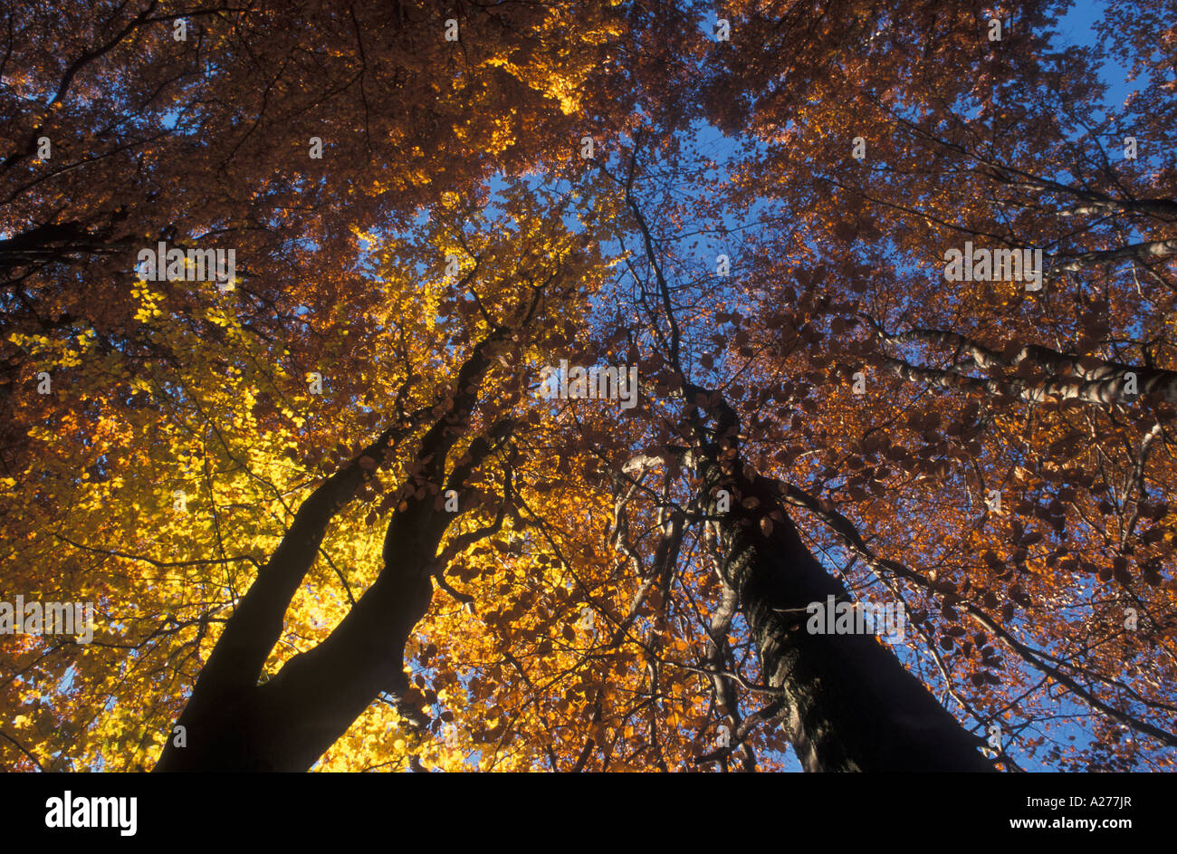 Common Beech (Fagus sylvatica) forest with autumn foliage Stock Photo ...