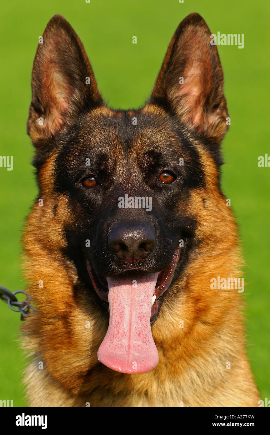 Shepherd dog, male Stock Photo - Alamy