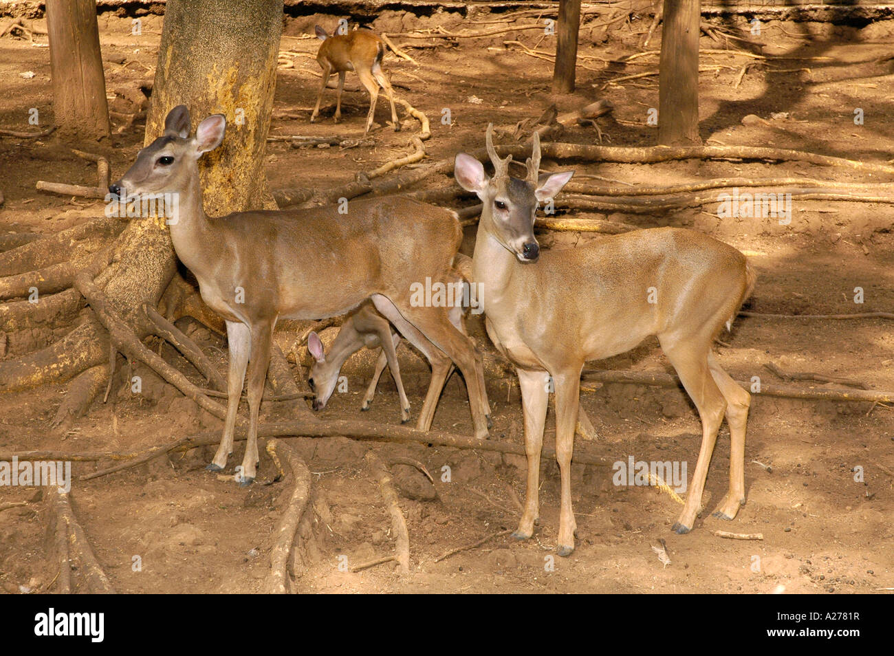Red Brocket Deer