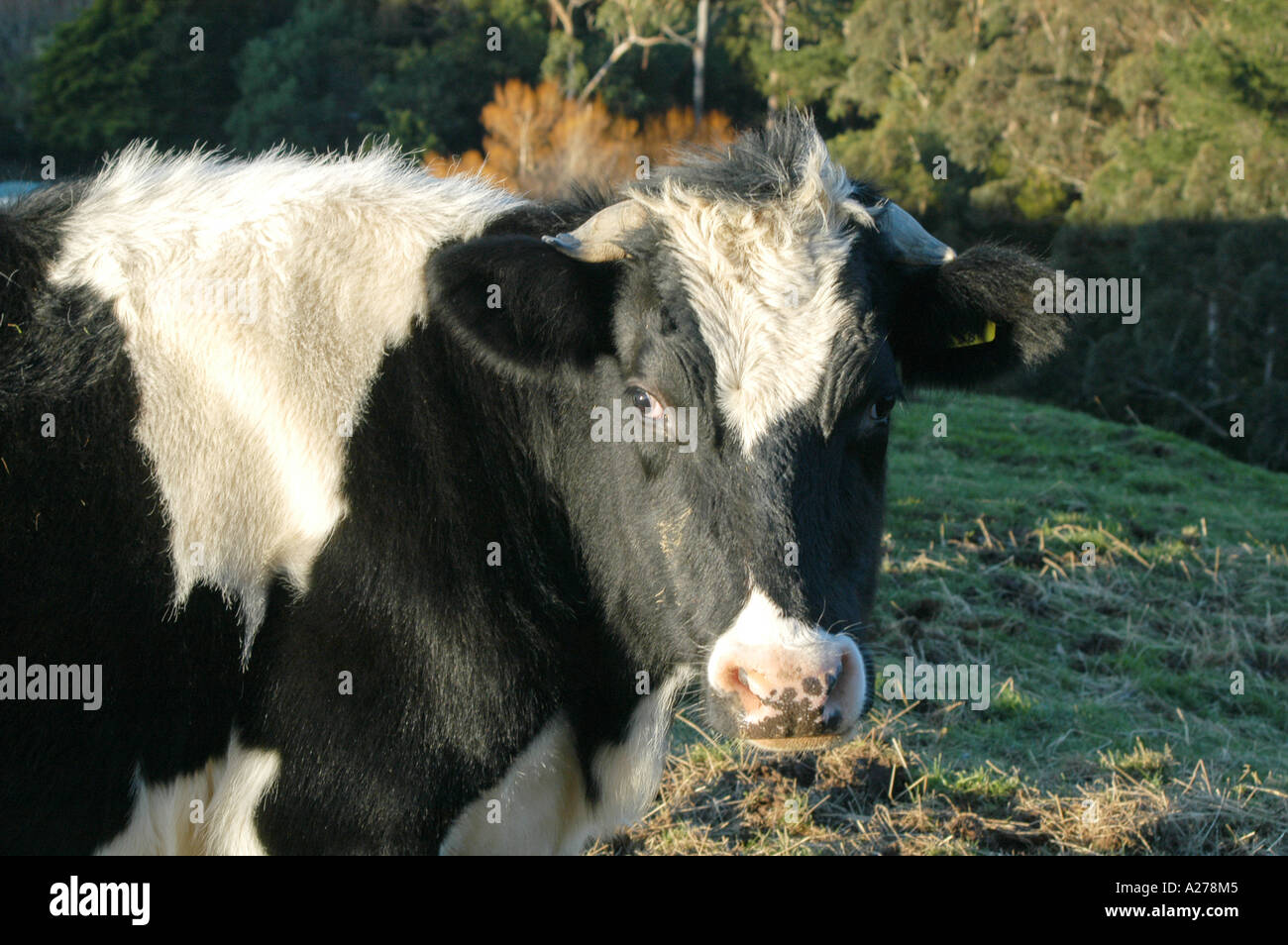 Cow facial hi-res stock photography and images - Alamy