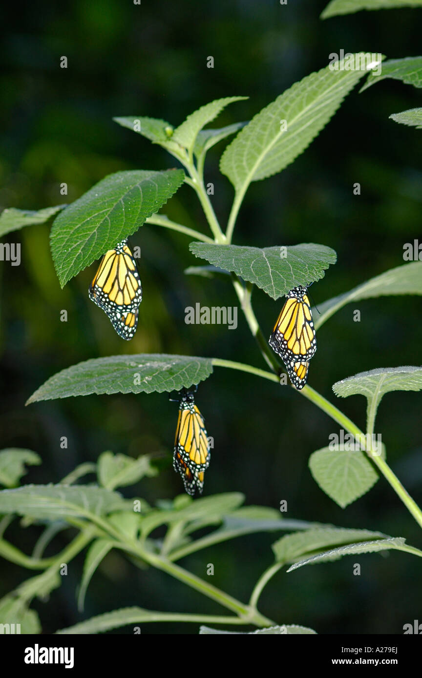 Monarch butterfly chrysalis hatch hi-res stock photography and images ...