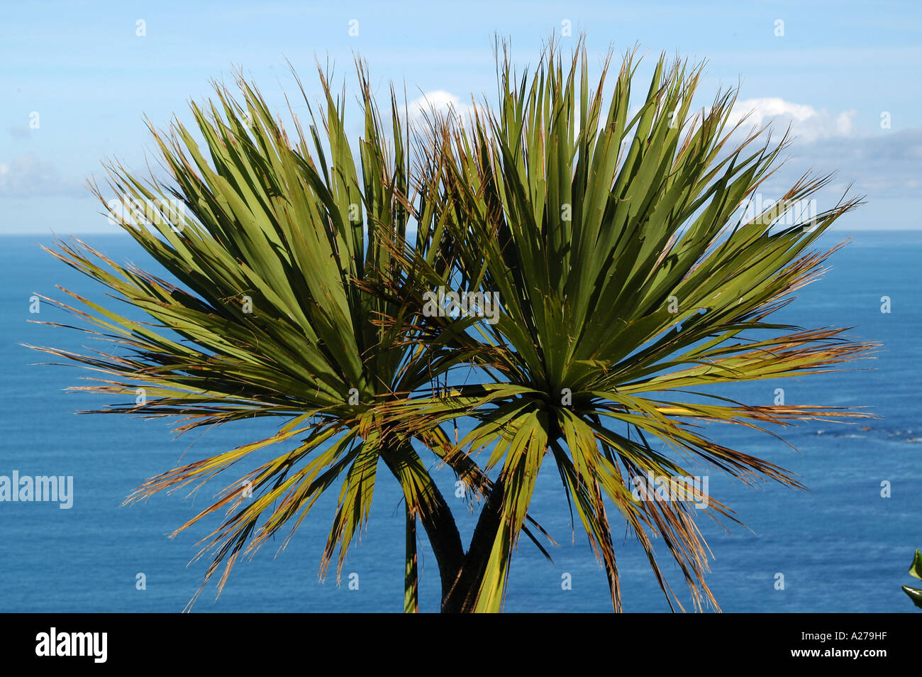 Close-up cabbage tree Stock Photo - Alamy