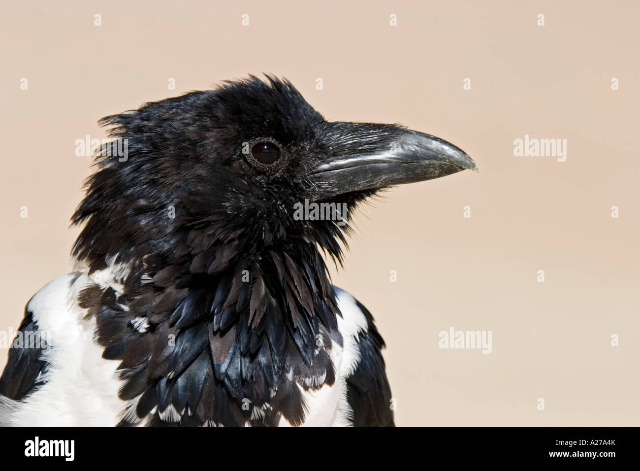 South african crow hi-res stock photography and images - Alamy