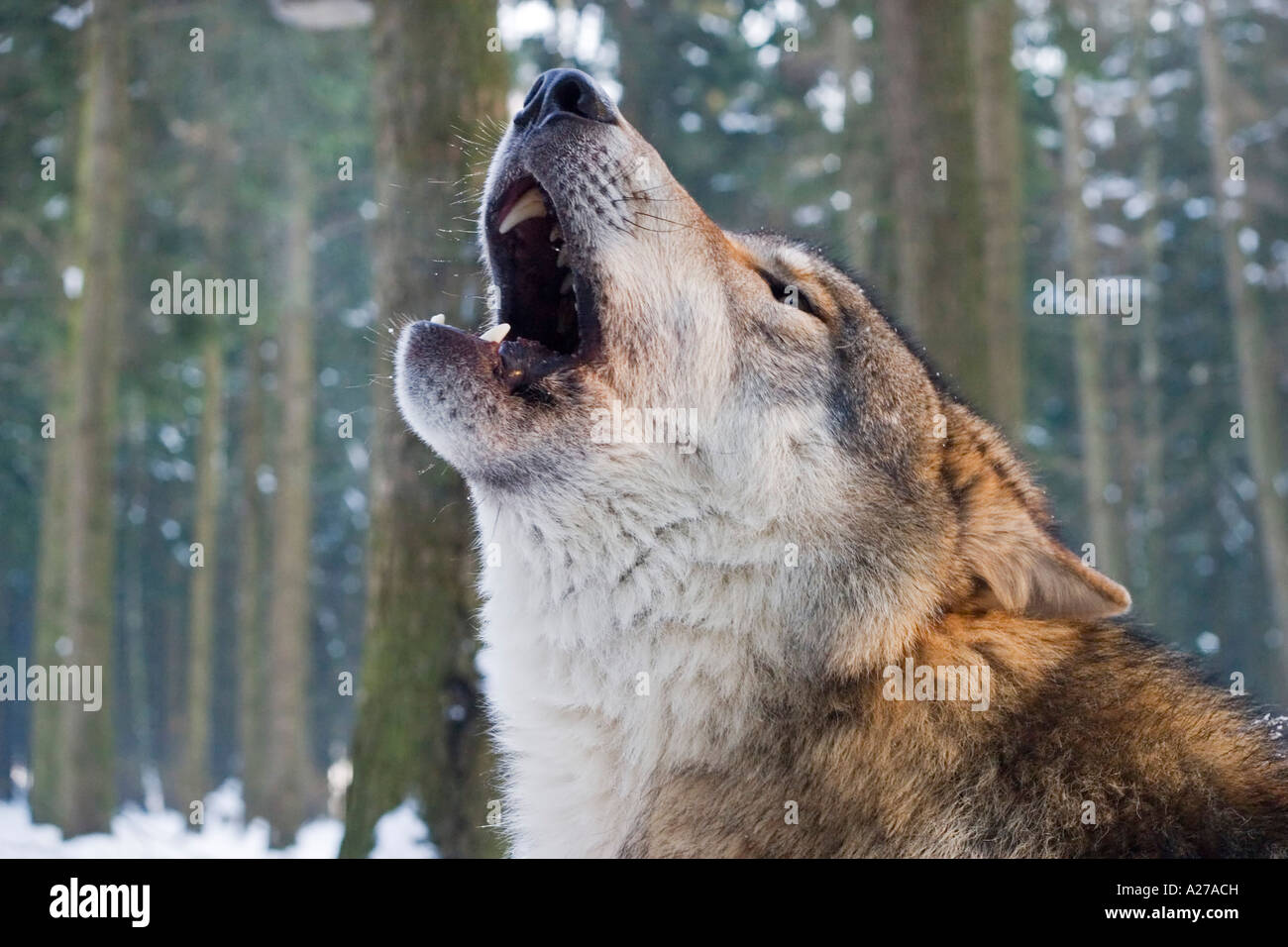 Howling wolf hi-res stock photography and images - Alamy