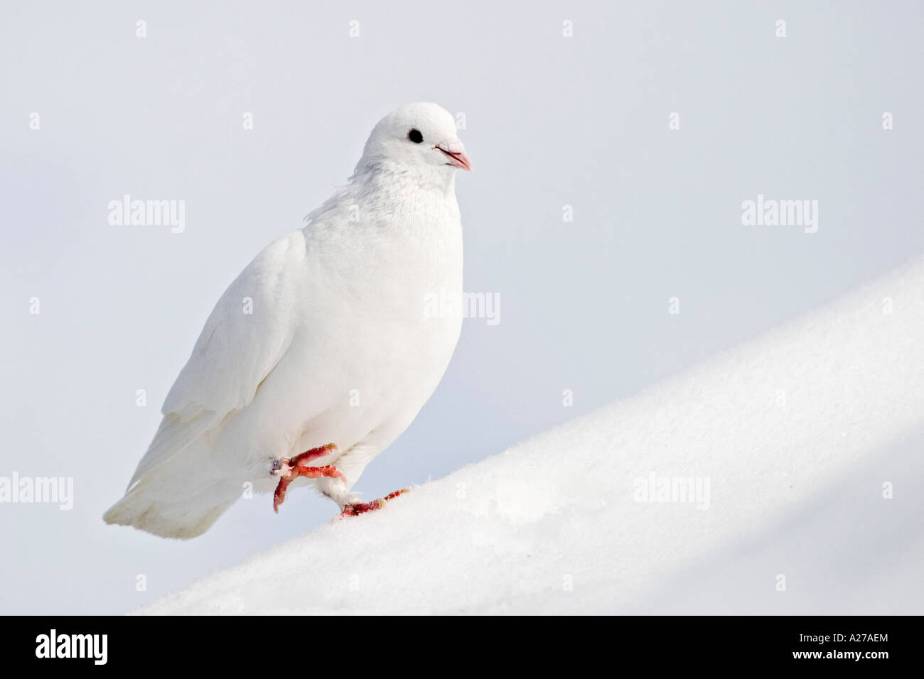 Dove in winter hi-res stock photography and images - Alamy