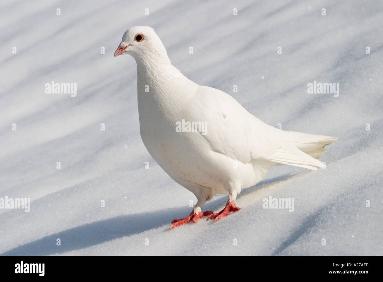 Dove in winter hi-res stock photography and images - Alamy